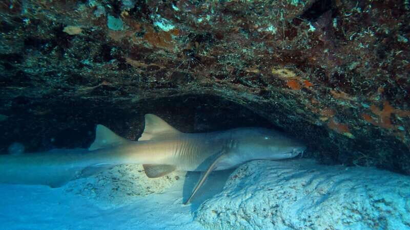 Playa del Carmen: 2-Tank Reef Dive - The Sum Up: Is It Worth It?