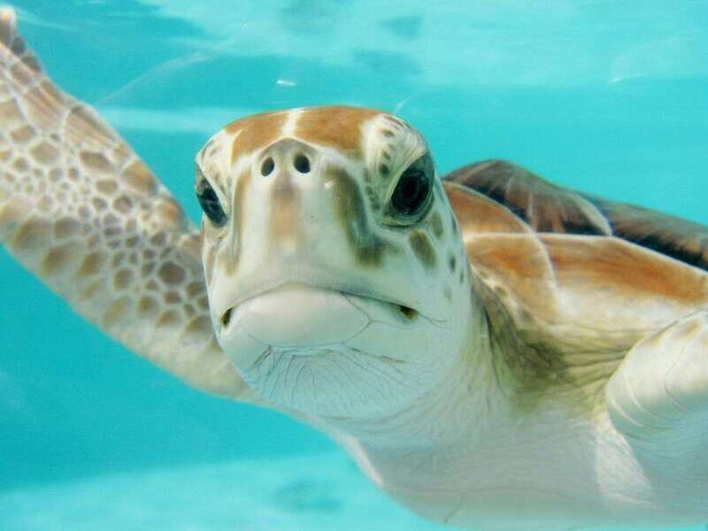 Playa del Carmen: Akumal Turtle Swim & Underground Cenote - An Overview of the Tour Experience