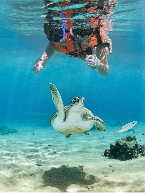 Playa del Carmen: Akumal Turtle Swim & Underground Cenote - Value and Practical Considerations