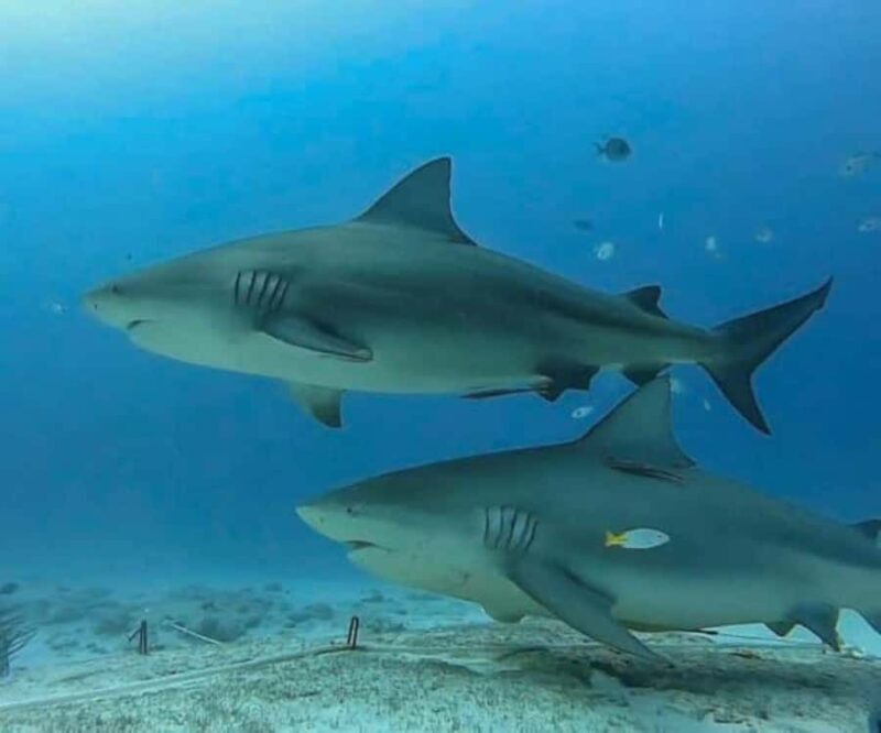 Playa del Carmen: Bull Sharks Encounter & Reef - 2 Dives - An In-Depth Look at the Tour