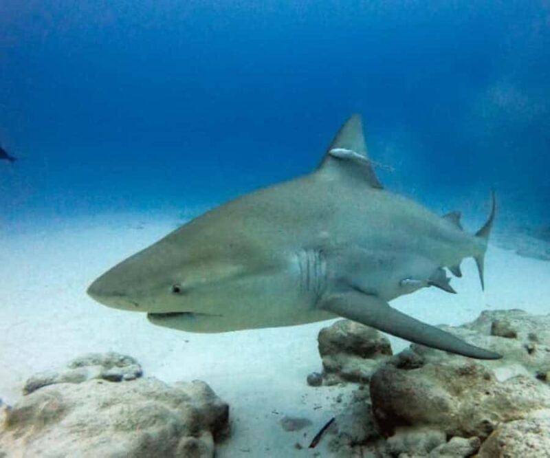 Playa del Carmen: Bull Sharks Encounter & Reef - 2 Dives - Final Thoughts