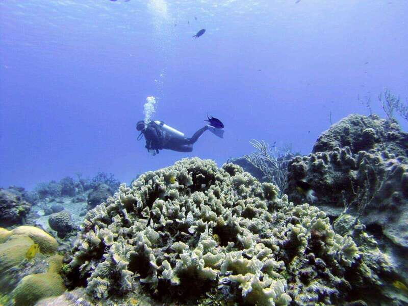 Playa del Carmen: Discover the Surreal World of Scuba Diving - An In-Depth Look at the Playa del Carmen Scuba Experience