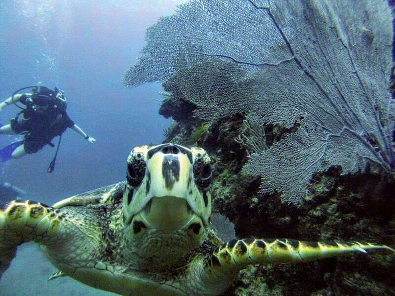 Playa del Carmen: Discover the Surreal World of Scuba Diving - The Sum Up