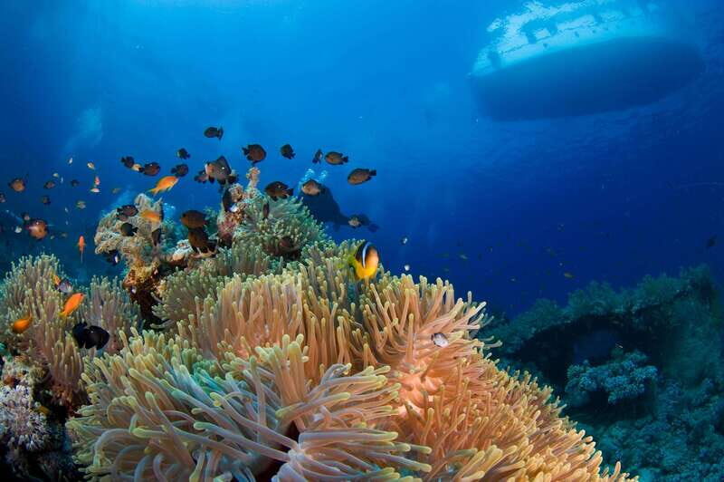 Playa del Carmen: Dive into our Local Reefs Today! - Key Points