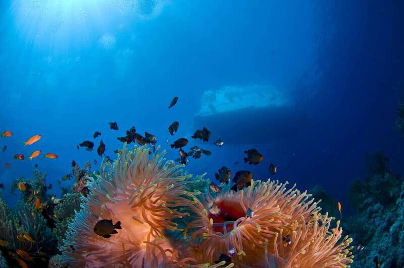 Playa del Carmen: Dive into our Local Reefs Today! - Exploring Playa del Carmen’s Underwater World