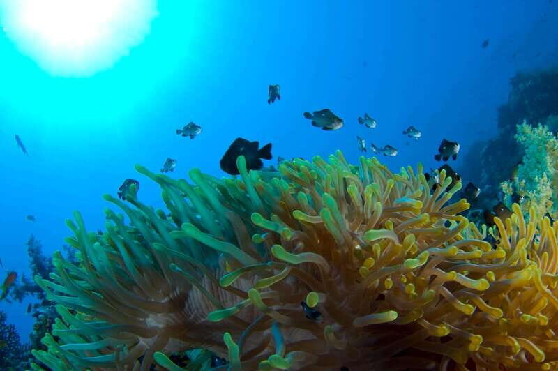 Playa del Carmen: Dive into our Local Reefs Today! - What the Price Gets You