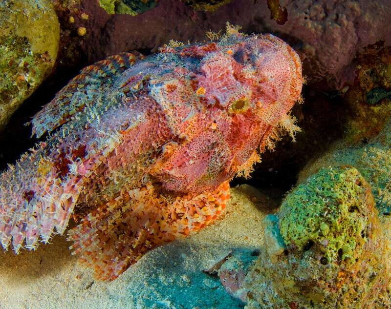 Playa del Carmen: Dive into our Local Reefs Today! - The Value for Different Travelers
