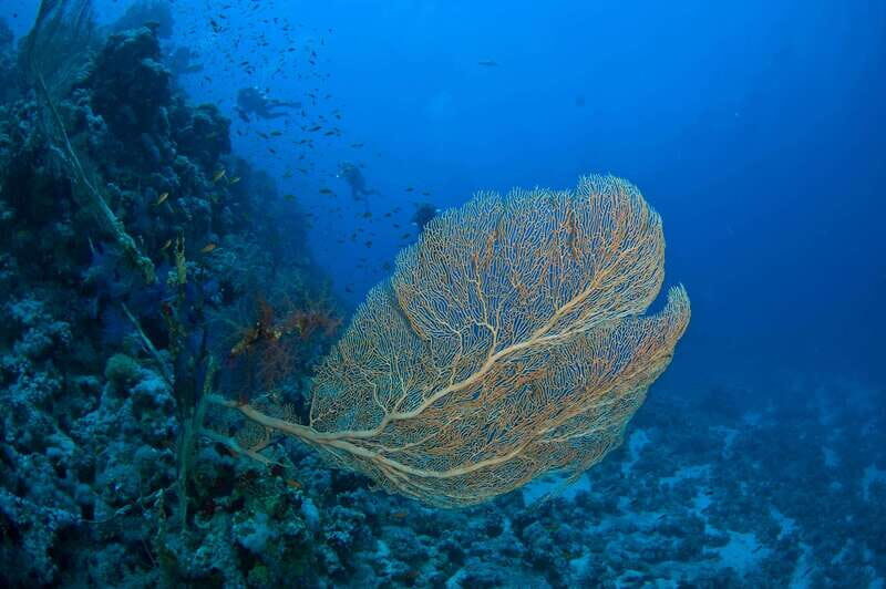 Playa del Carmen: Dive into our Local Reefs Today! - The Sum Up