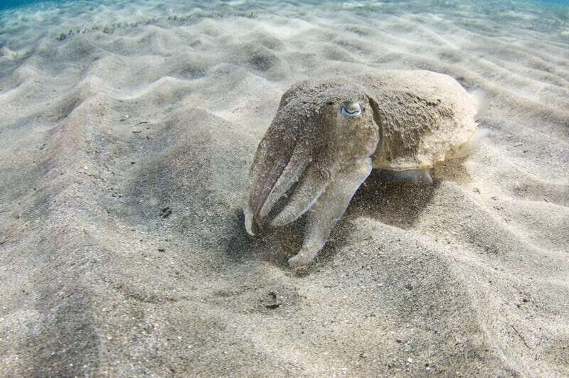 Playa del Carmen: Dive into our Local Reefs Today! - FAQ