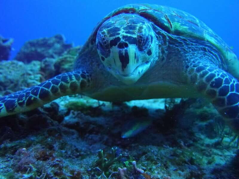 Playa del Carmen: Dual Realm Diving (Cenote + Reef Diving) - FAQ