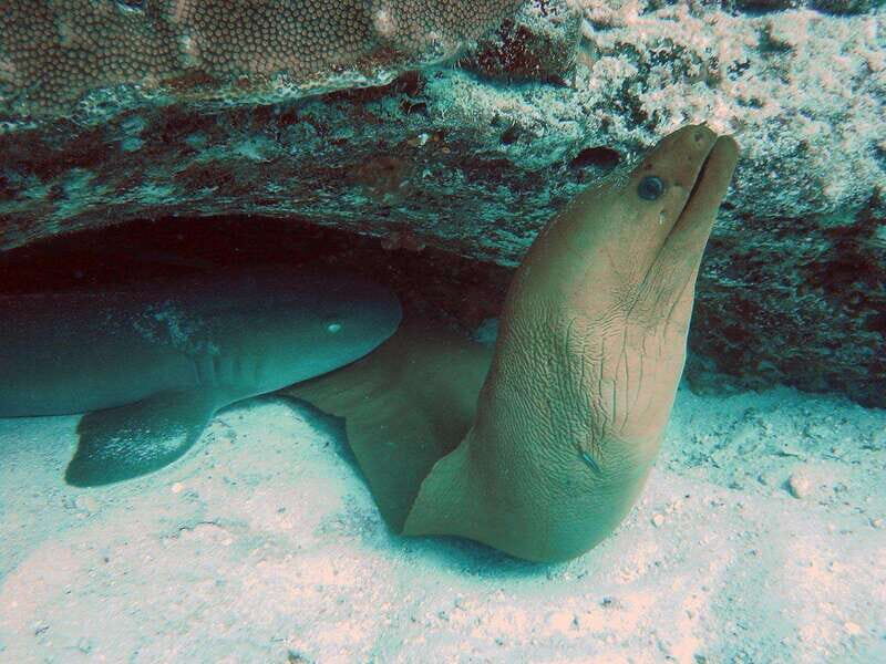 Playa del Carmen: Extreme Cozumel Diving by Speed Boat - Who Will Love This Tour?