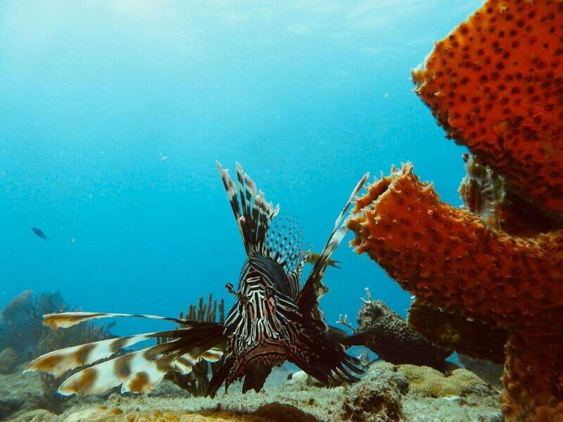 Playa del Carmen: Extreme Cozumel Diving by Speed Boat - Practical Details and Tips