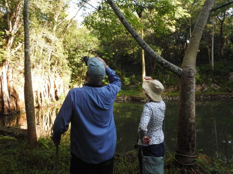 Playa del Carmen: Guided Birdwatching Hike - Exploring the Playa del Carmen Guided Birdwatching Hike — An Authentic Nature Escape
