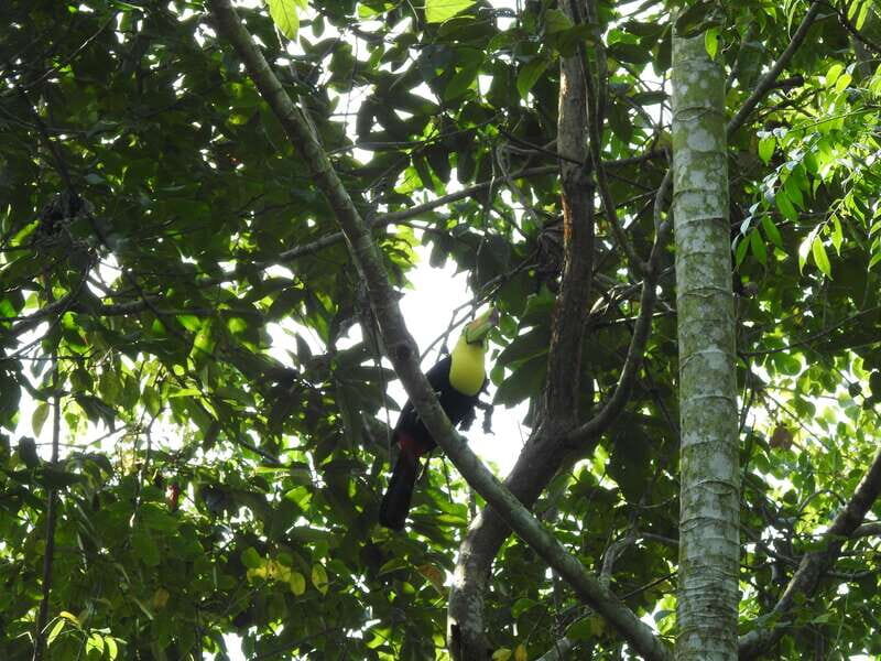 Playa del Carmen: Guided Birdwatching Hike - Key Points