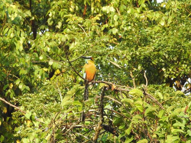 Playa del Carmen: Guided Birdwatching Hike - The Itinerary Breakdown