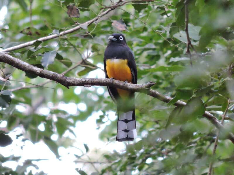 Playa del Carmen: Guided Birdwatching Hike - Practical Details and Value