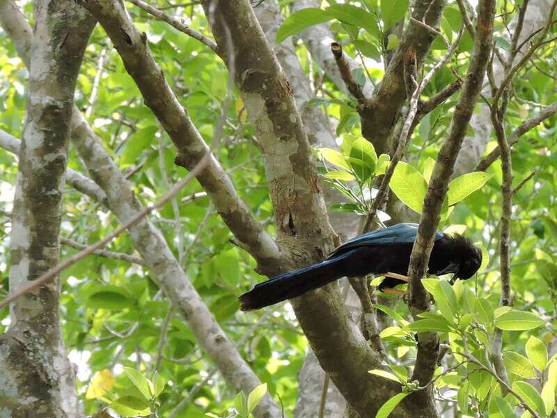 Playa del Carmen: Guided Birdwatching Hike - Frequently Asked Questions