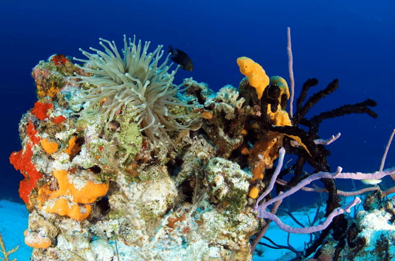 Playa del Carmen: Guided Reef Diving for Certified Divers - Overview of the Tour