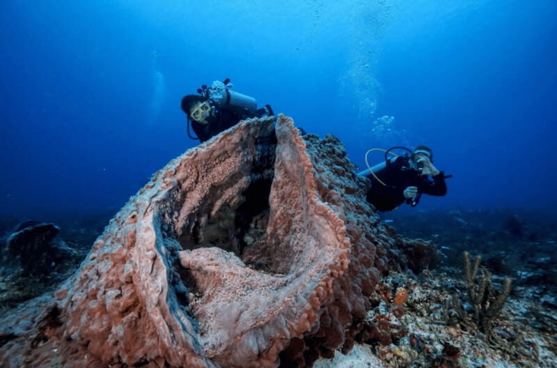 Playa del Carmen: Guided Reef Diving for Certified Divers - The Value of the Experience