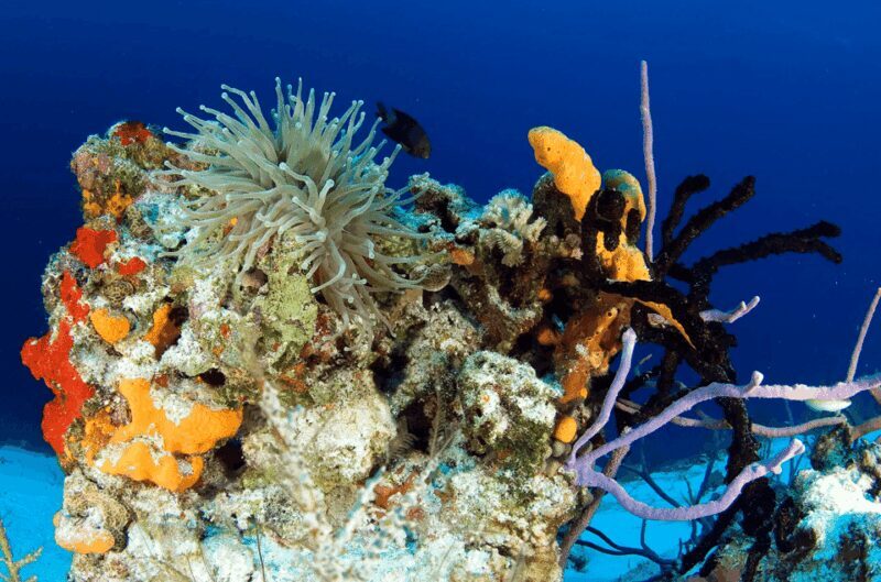 Playa del Carmen: Guided Reef Diving for Certified Divers - Practical Considerations