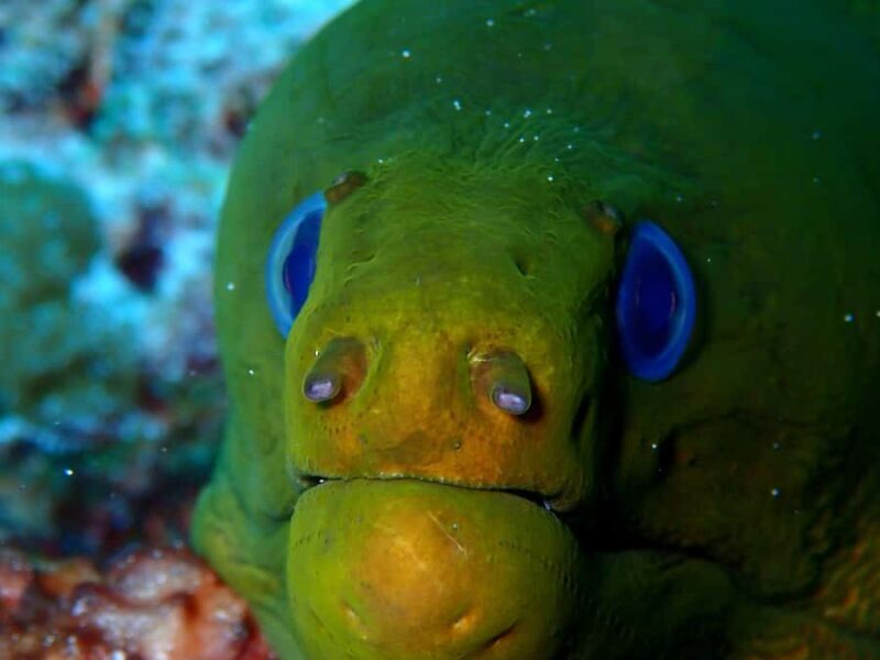 Playa del Carmen: Insane Bull Shark Dive Adventure nov-feb - What Makes This Bull Shark Adventure Special?