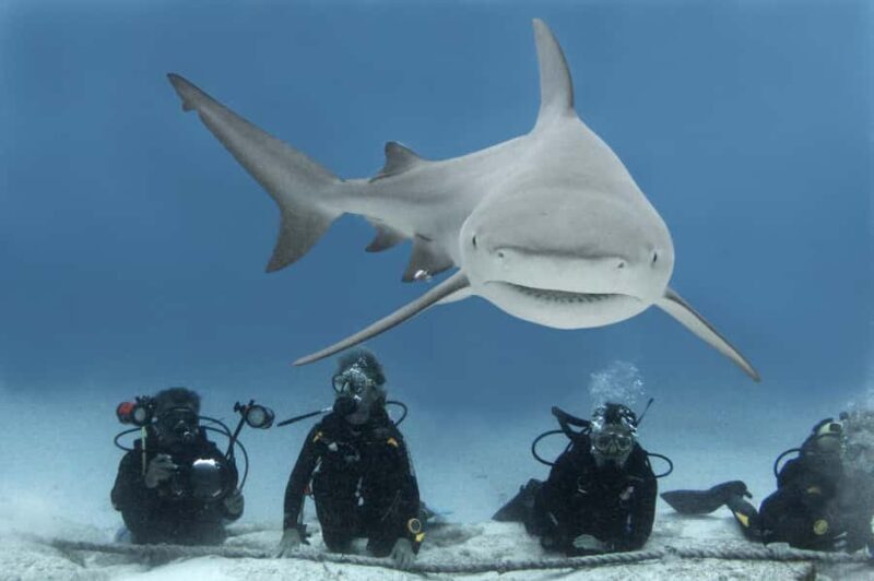 Playa del Carmen: Insane Bull Shark Dive Adventure nov-feb - The Diving Experience
