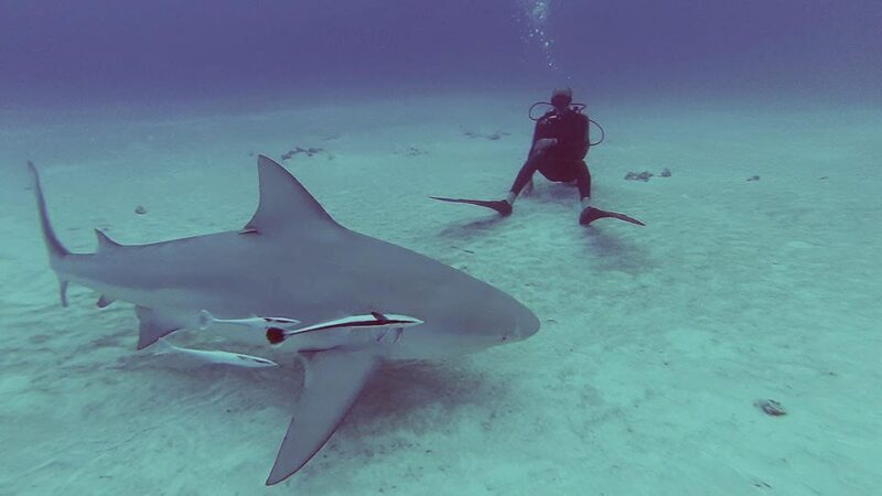 Playa del Carmen: Insane Bull Shark Dive Adventure nov-feb - Transportation, Duration, and Group Size