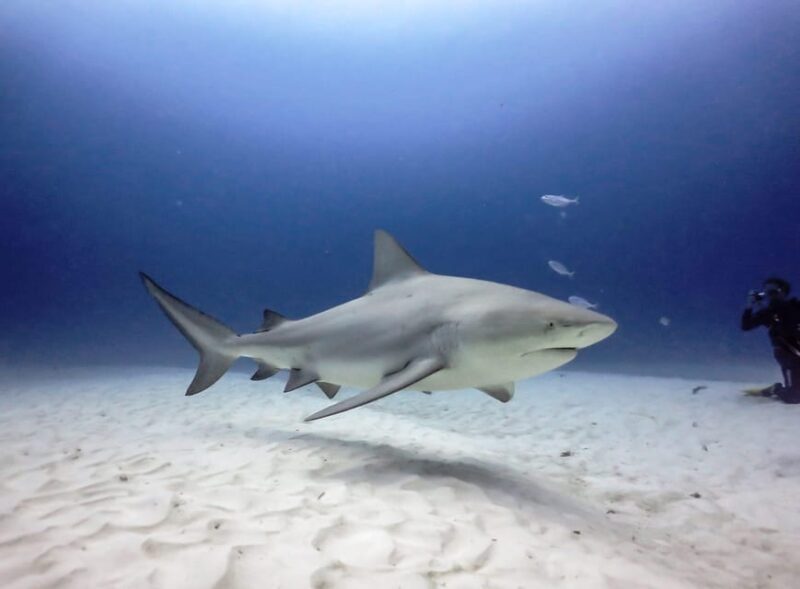Playa del Carmen: Insane Bull Shark Dive Adventure nov-feb - Pricing and Value