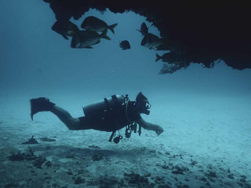 Playa del Carmen: Insane Bull Shark Dive Adventure nov-feb - Final Thoughts