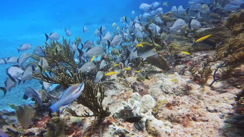 Playa del Carmen: Introductory Scuba Diving at Coral Reefs - The Sum Up