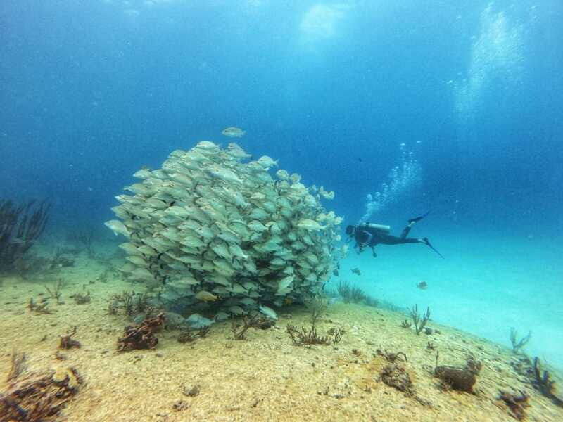Playa del Carmen: MamaViña Wreck & Reef for Certified Divers - The Experience Provider: SCUBA & ADVENTOURS