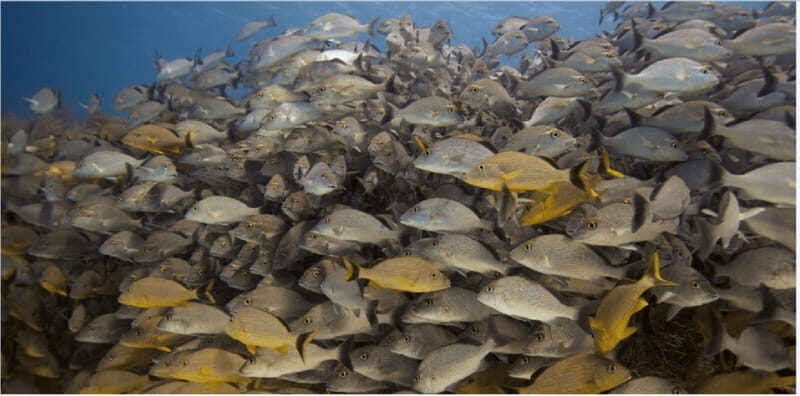 Playa del Carmen: Ocean Dive Tour - What Customers Say About the Experience
