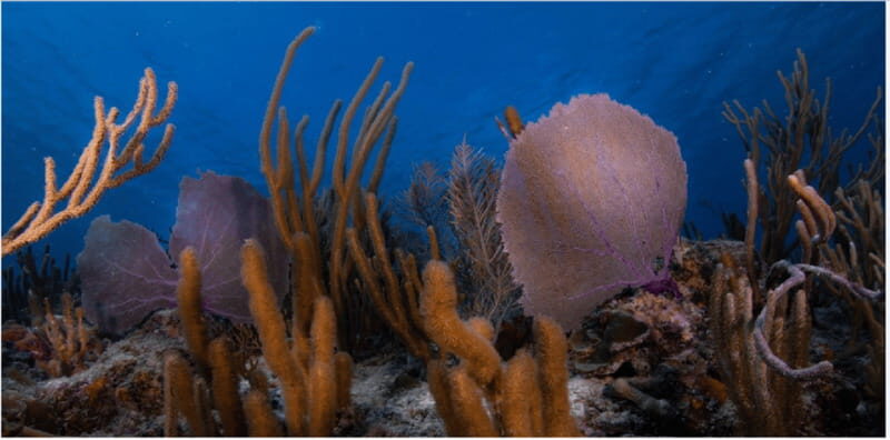 Playa del Carmen: Ocean Dive Tour - Final Thoughts