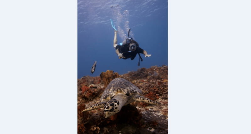 Playa del Carmen: Open Water Diver Course - Why This Course Offers Good Value