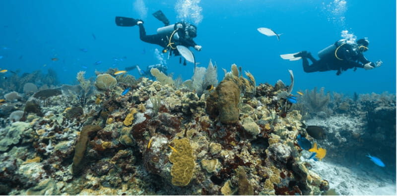 Playa del Carmen: Open Water Diver Course - The Experience of Playa del Carmen’s Marine Environment
