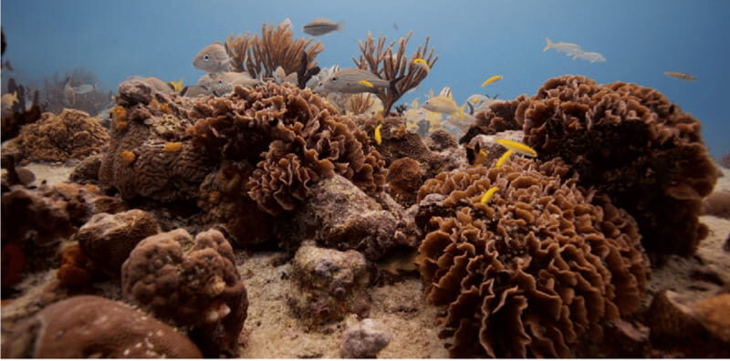 Playa del Carmen: Open Water Diver Course - Practical Tips for Participants