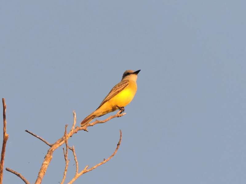 Playa del Carmen: Private Morning Birdwatching Tour - Key Points