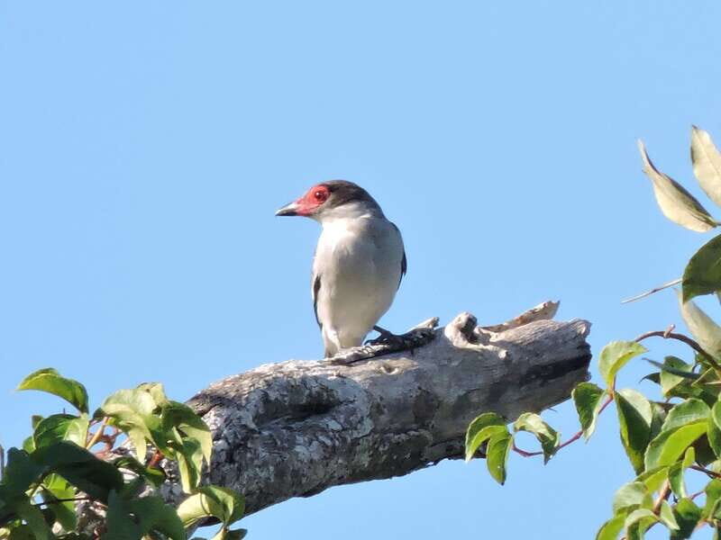 Playa del Carmen: Private Morning Birdwatching Tour - A Natural Escape from the Usual Playa del Carmen