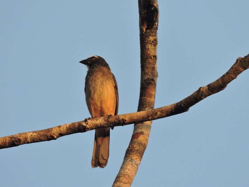 Playa del Carmen: Private Morning Birdwatching Tour - What Makes This Tour Special