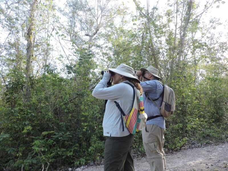 Playa del Carmen: Private Morning Birdwatching Tour - Practical Considerations
