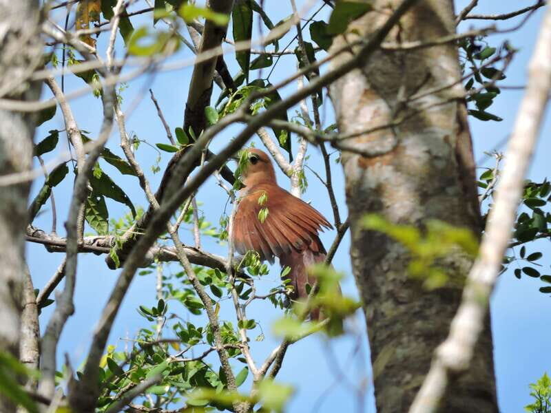 Playa del Carmen: Private Morning Birdwatching Tour - What Past Travelers Say