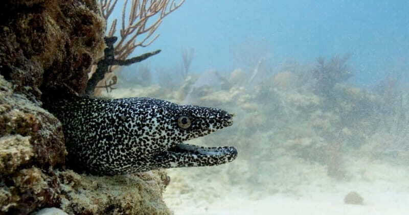 Playa del Carmen: Refresher Dive - Who Should Consider This Tour?