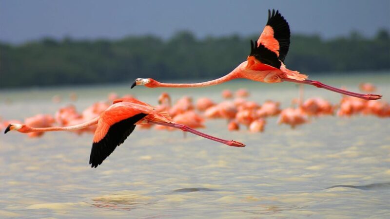 Playa del Carmen: Rio Lagartos and Las Coloradas Tour - The Sum Up