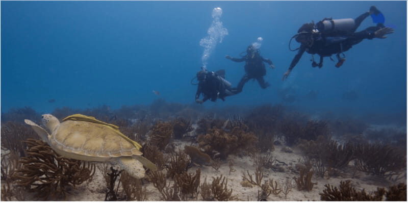 Playa del Carmen: Scuba Diver Certification Course - What You Can Expect from the Course