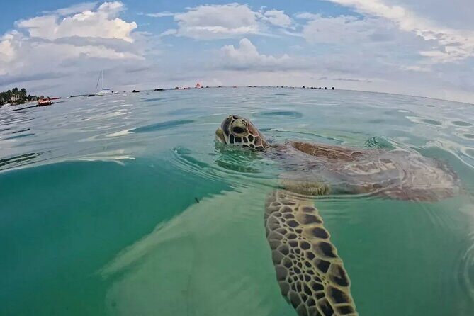 Playa del Carmen Tour Akumal Swimming With Turtles And Lagoon Yal Ku - FAQ