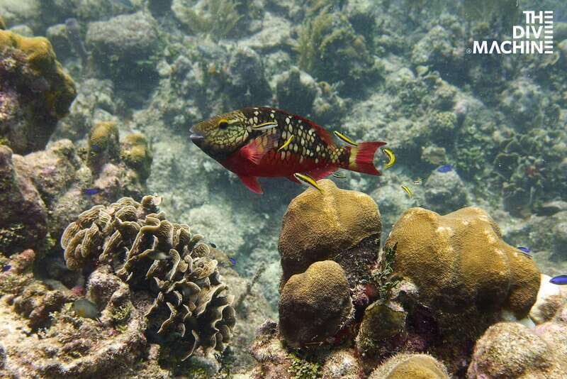 Playa del Carmen: Try Scuba Diving - No Experience Required - Practical Tips for Participants