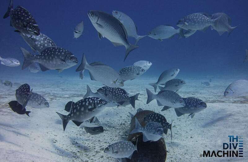 Playa del Carmen: Try Scuba Diving - No Experience Required - Final Thoughts