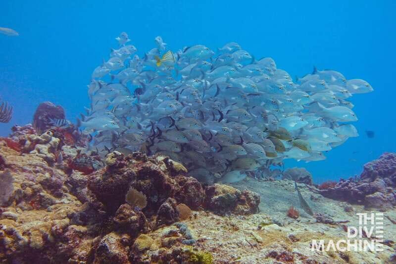 Playa del Carmen: Try Scuba Diving - No Experience Required - FAQ