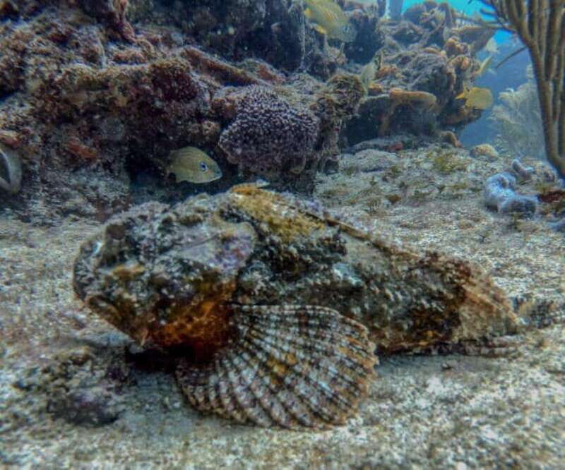 Playa del Carmen: Two Reefs Dives for Certified Divers - Key Points