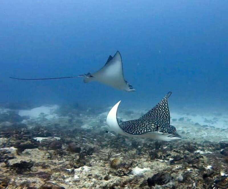 Playa del Carmen: Two Reefs Dives for Certified Divers - The Itinerary in Detail